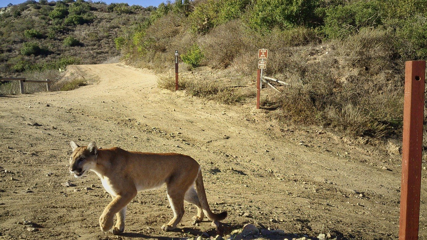 Mountain Lion — Institute for Wildlife Studies
