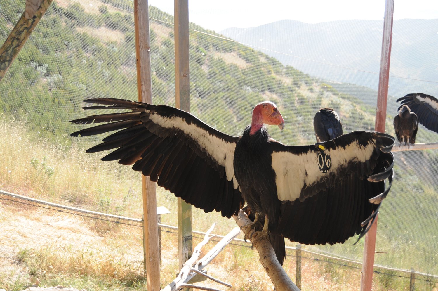 Institute for Wildlife Studies