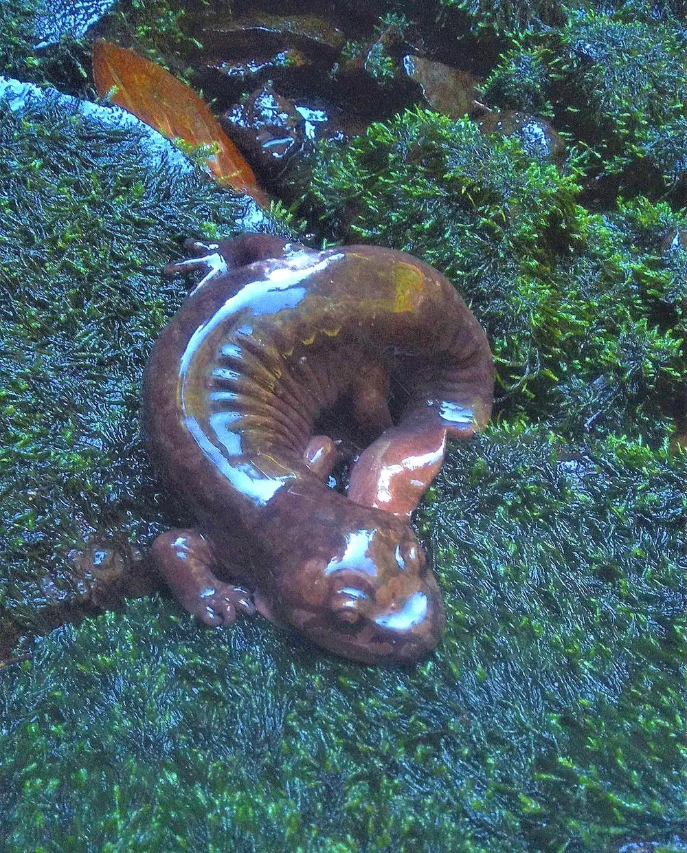 Institute for Wildlife Studies
