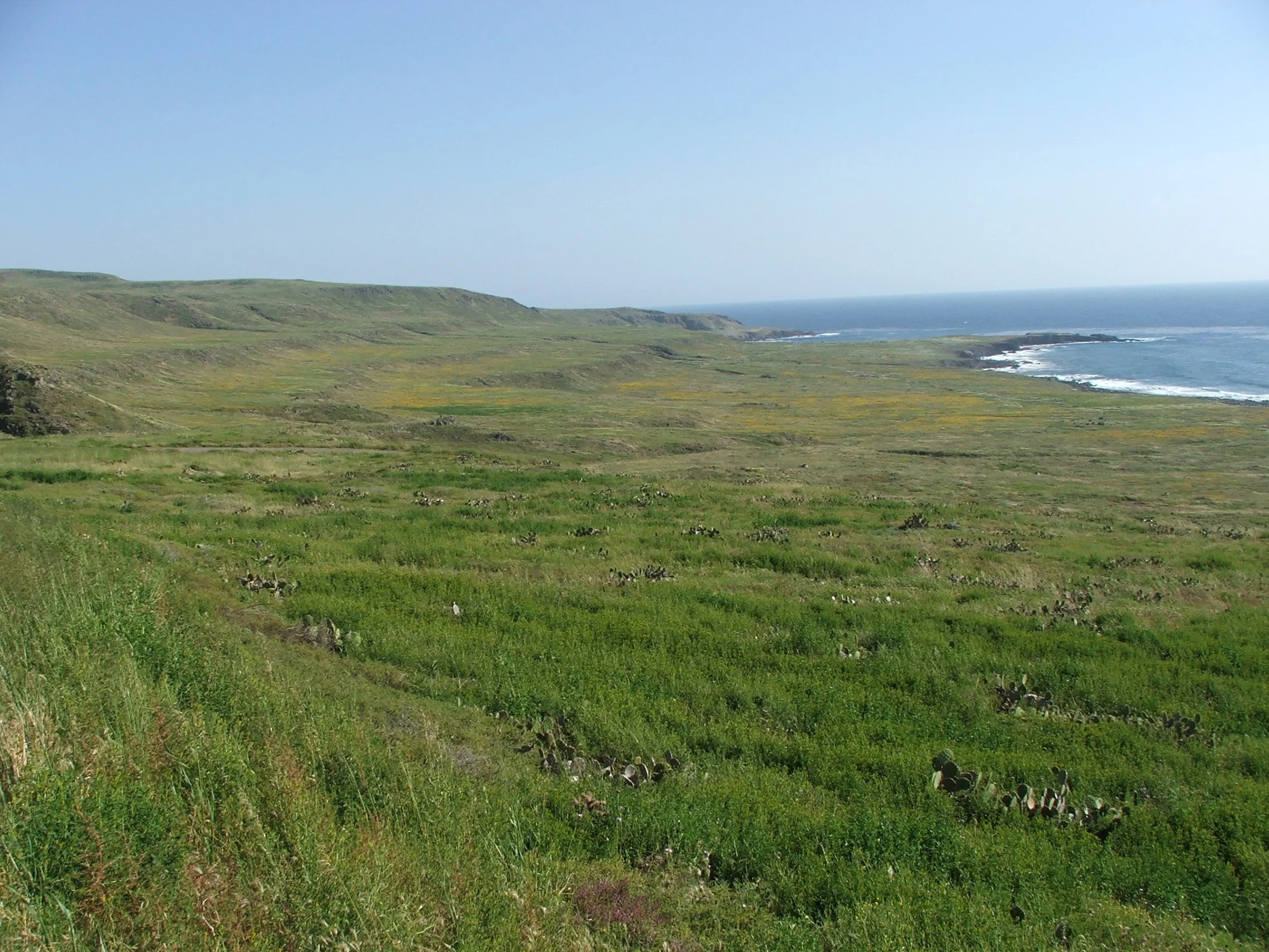 Bell's Sparrow Recovery — Institute for Wildlife Studies
