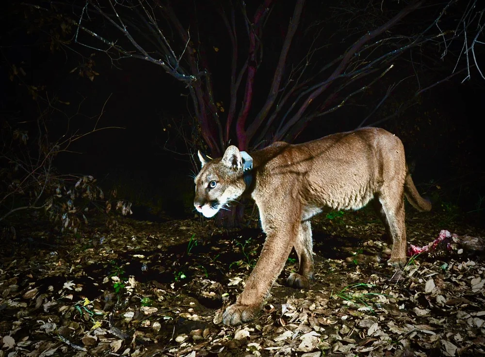 Mountain Lion — Institute for Wildlife Studies