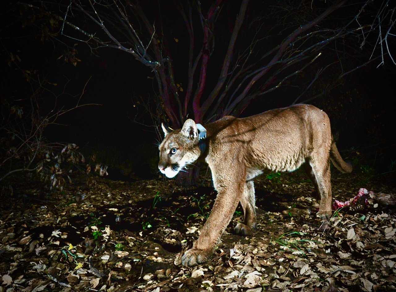 Mountain Lion — Institute for Wildlife Studies