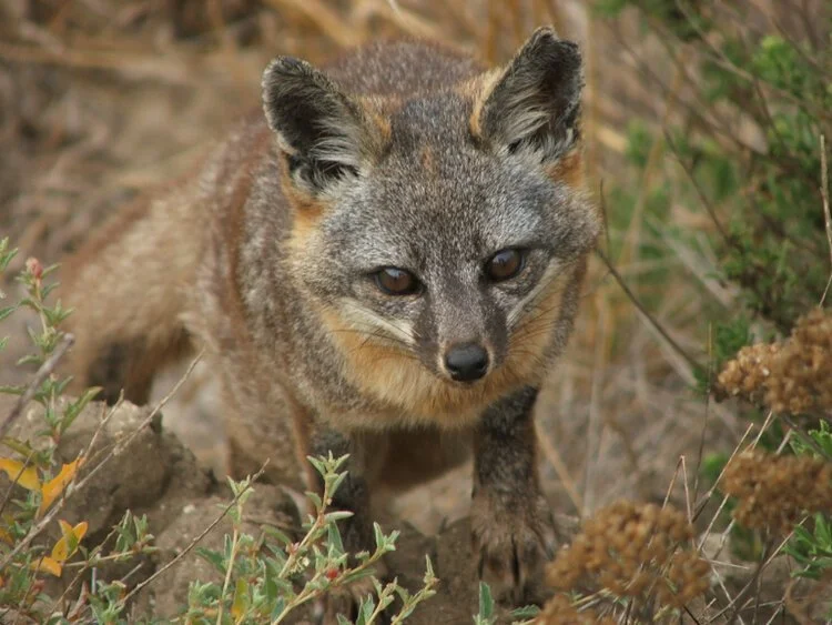 Island Fox — Institute for Wildlife Studies