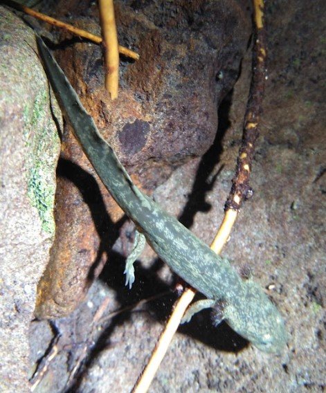 Pacific Northwest Giant Salamander — Institute for Wildlife Studies
