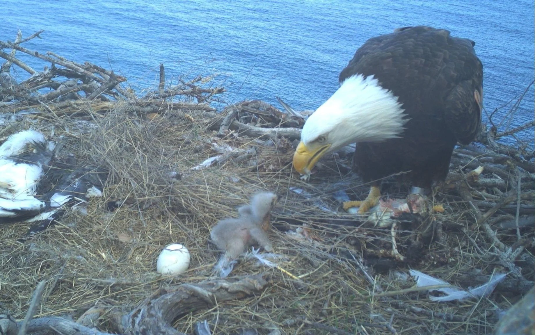 Institute for Wildlife Studies