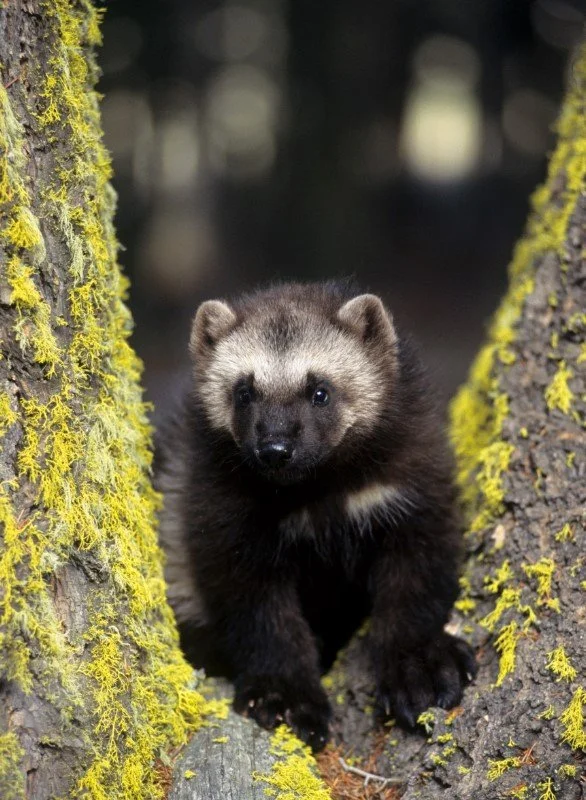 Wolverine — Institute for Wildlife Studies