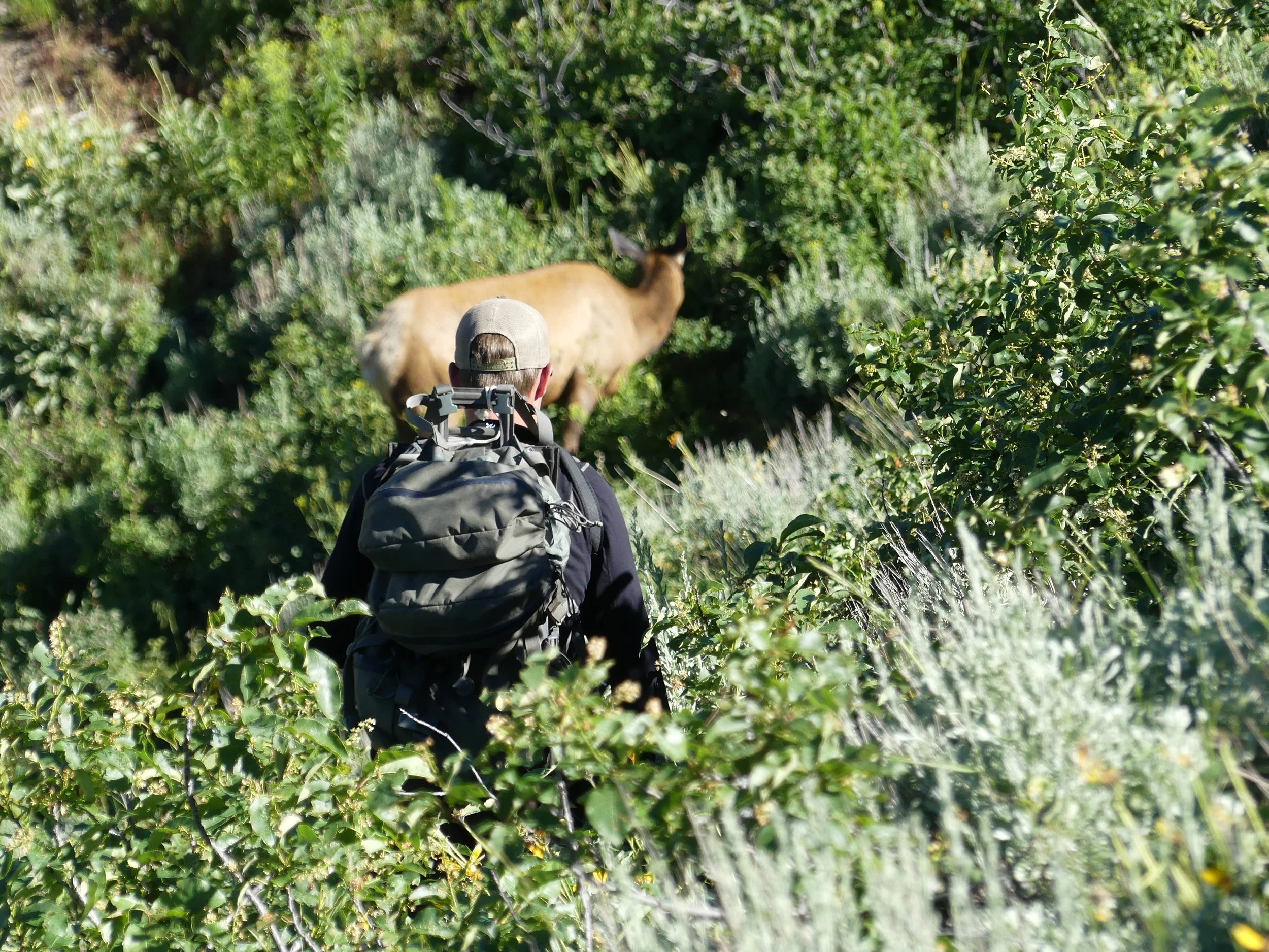 Hunter Cole — Institute for Wildlife Studies