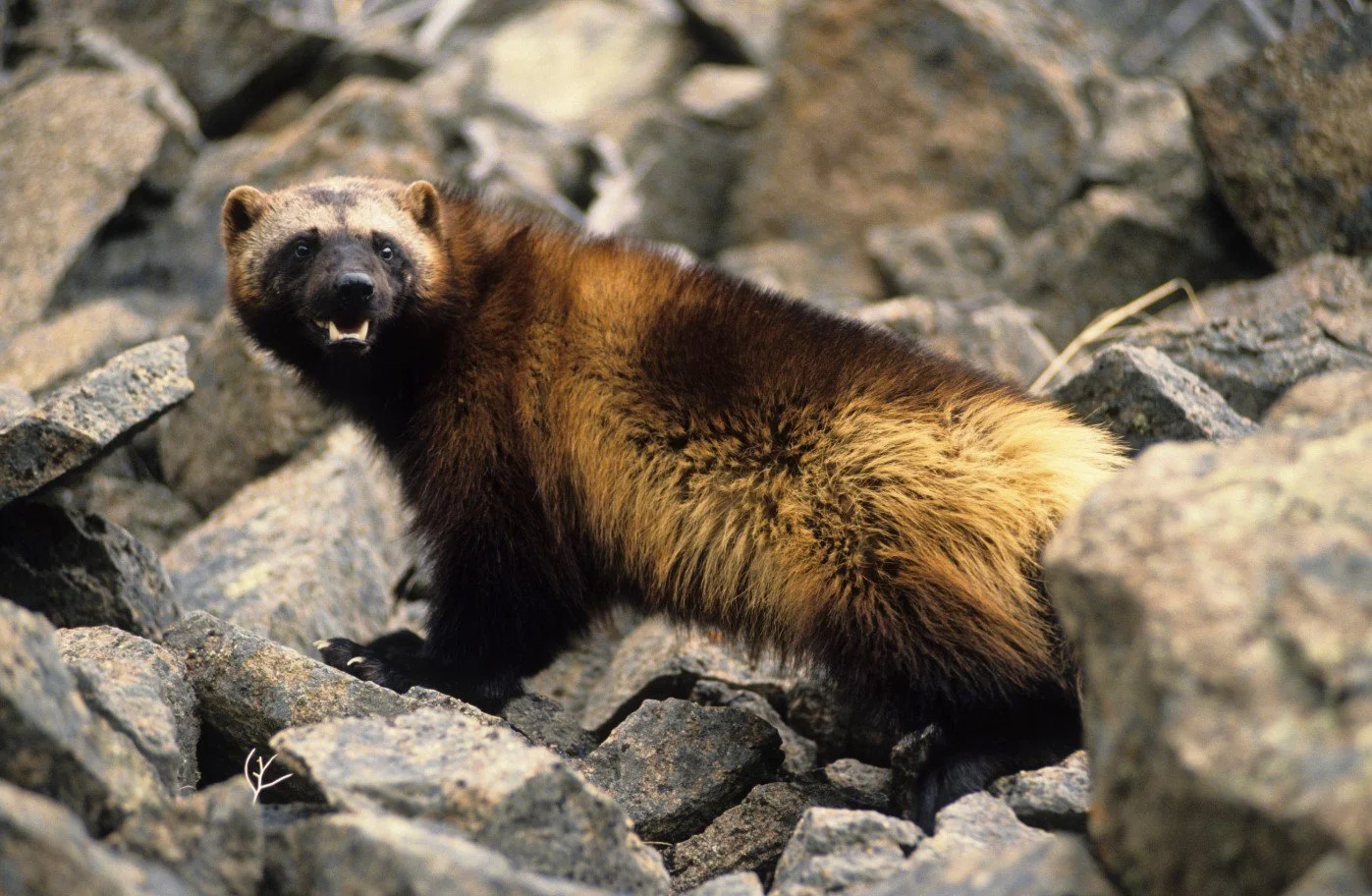 Wolverine Reintroduction Campaign — Institute for Wildlife Studies