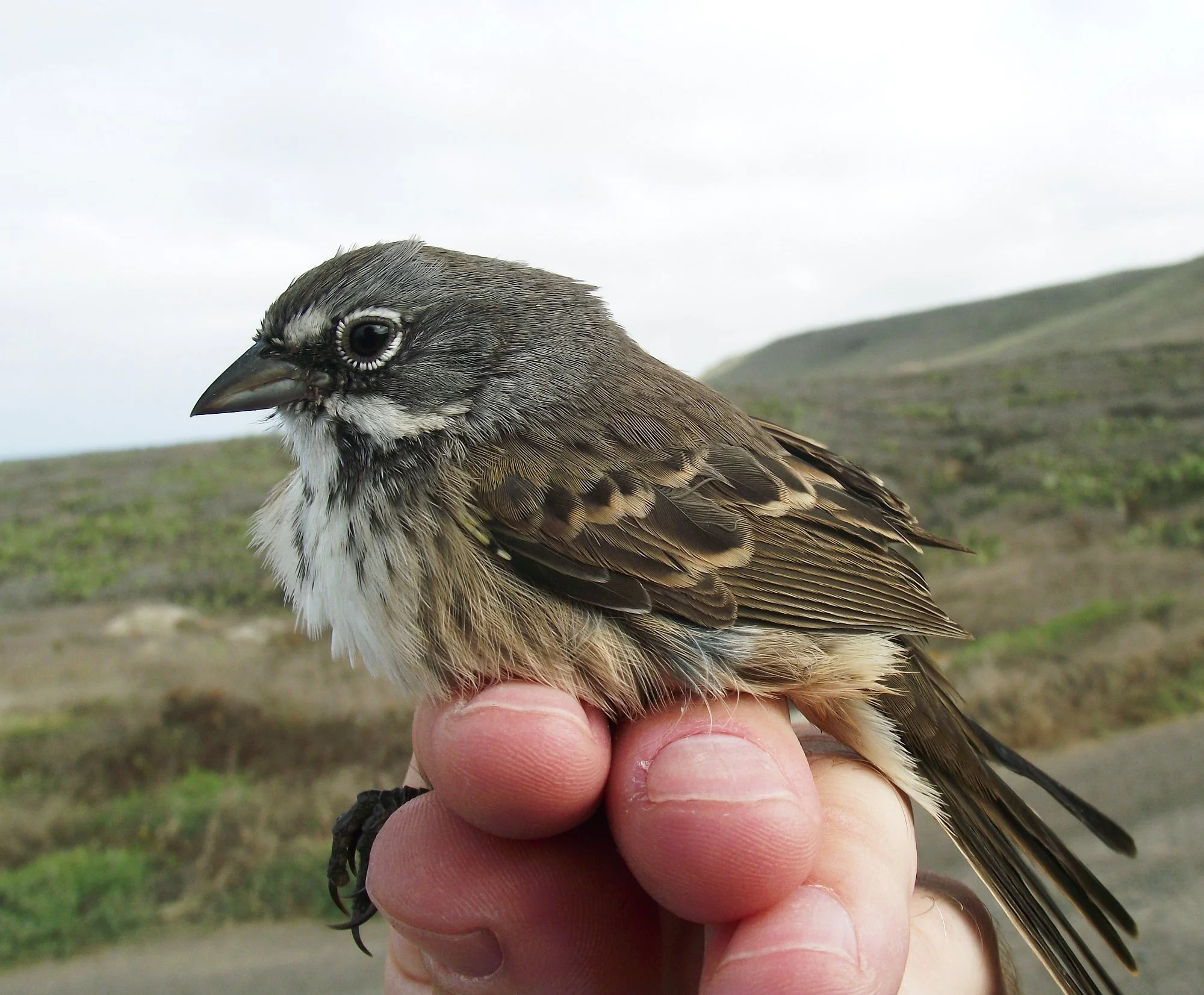 Bell's Sparrow Recovery — Institute for Wildlife Studies