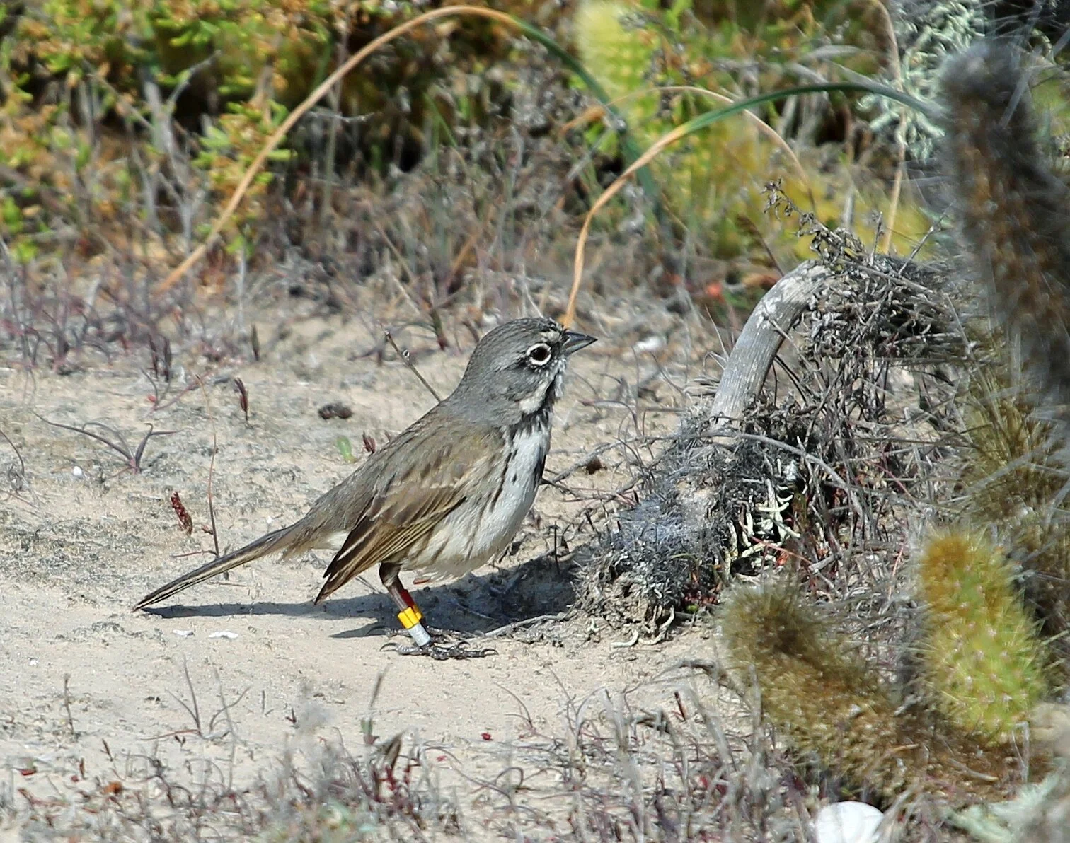 Institute for Wildlife Studies