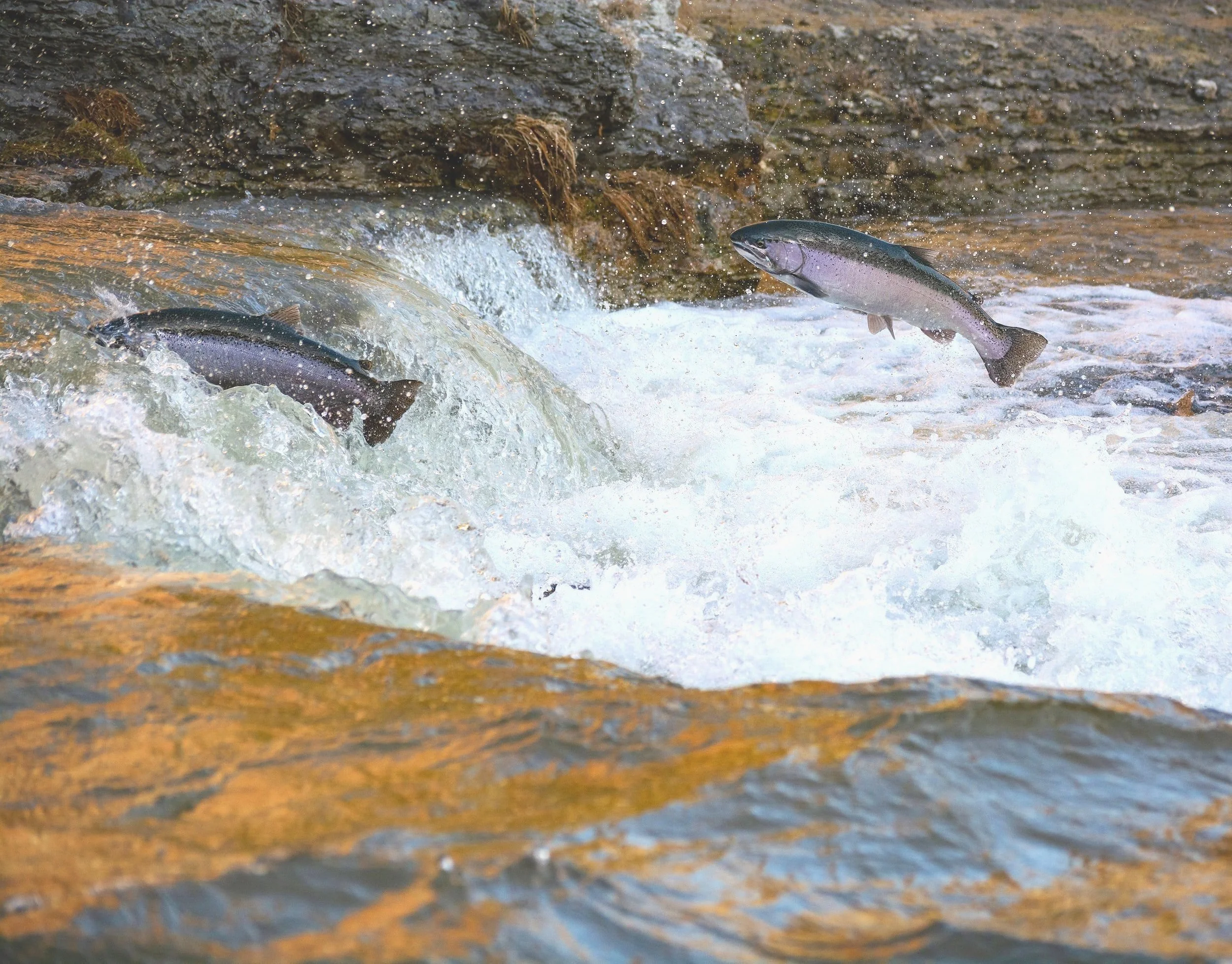 Institute for Wildlife Studies