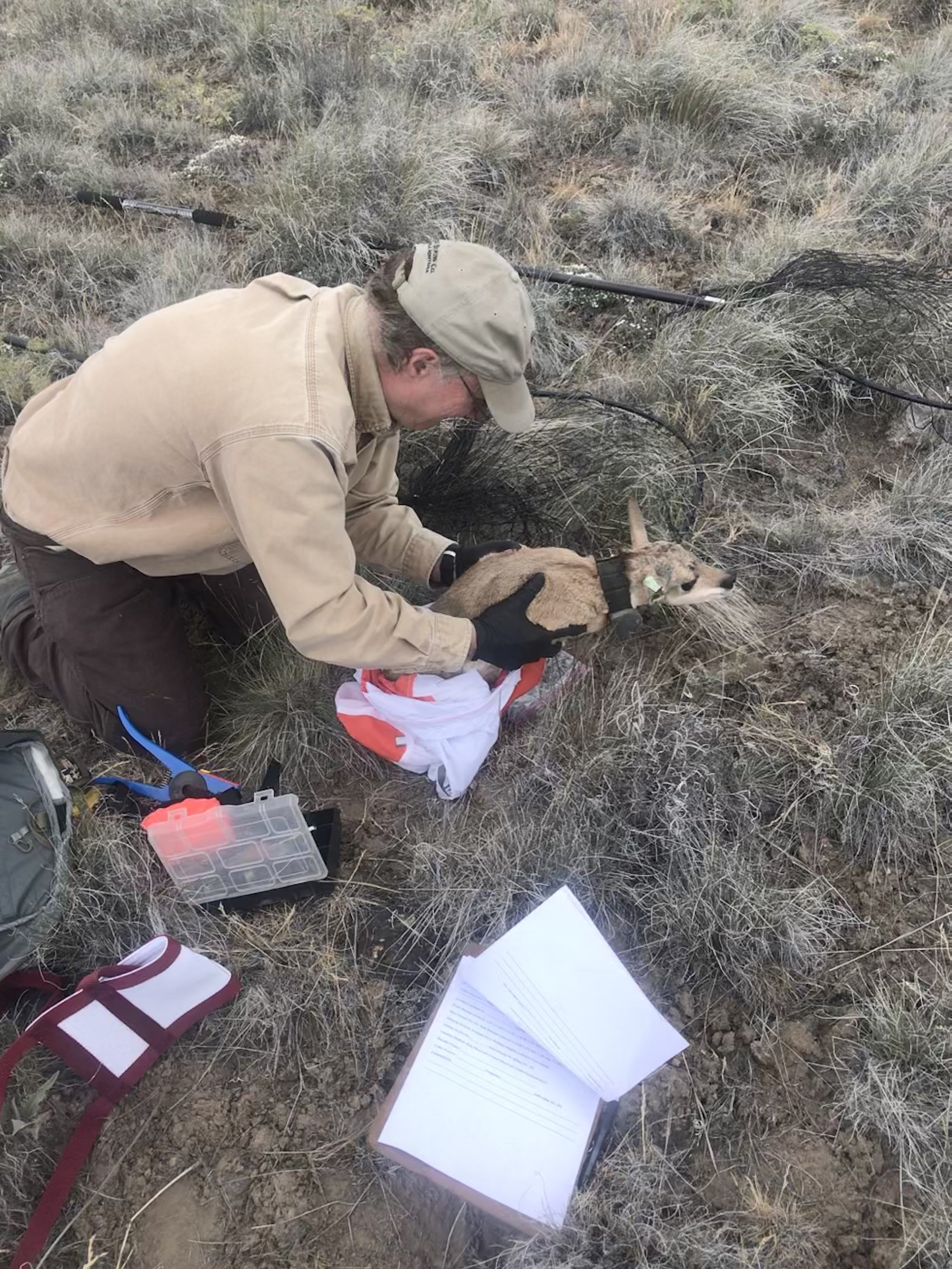 David Garcelon — Institute for Wildlife Studies