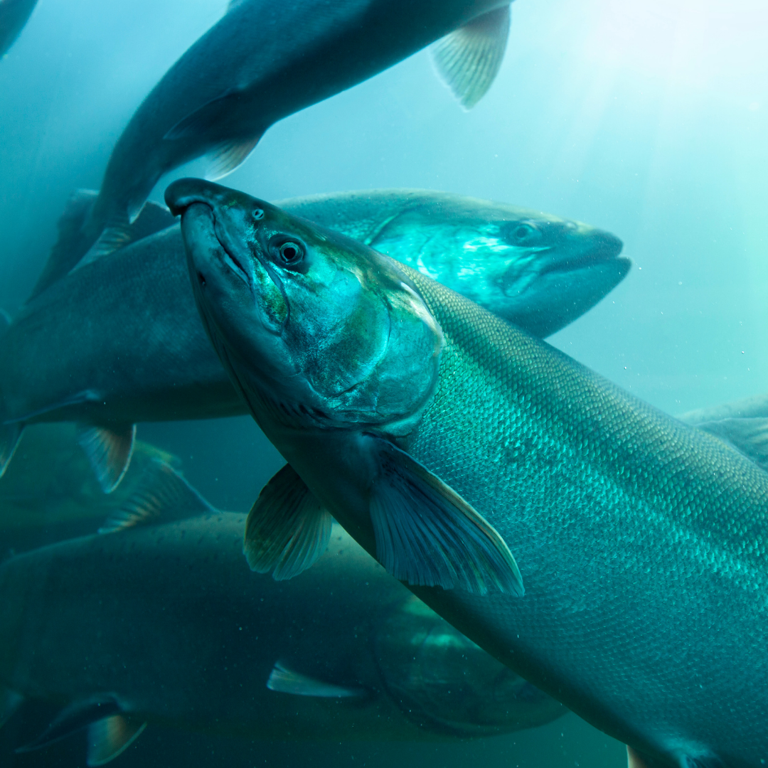 Salmon & Steelhead — Idaho Rivers United