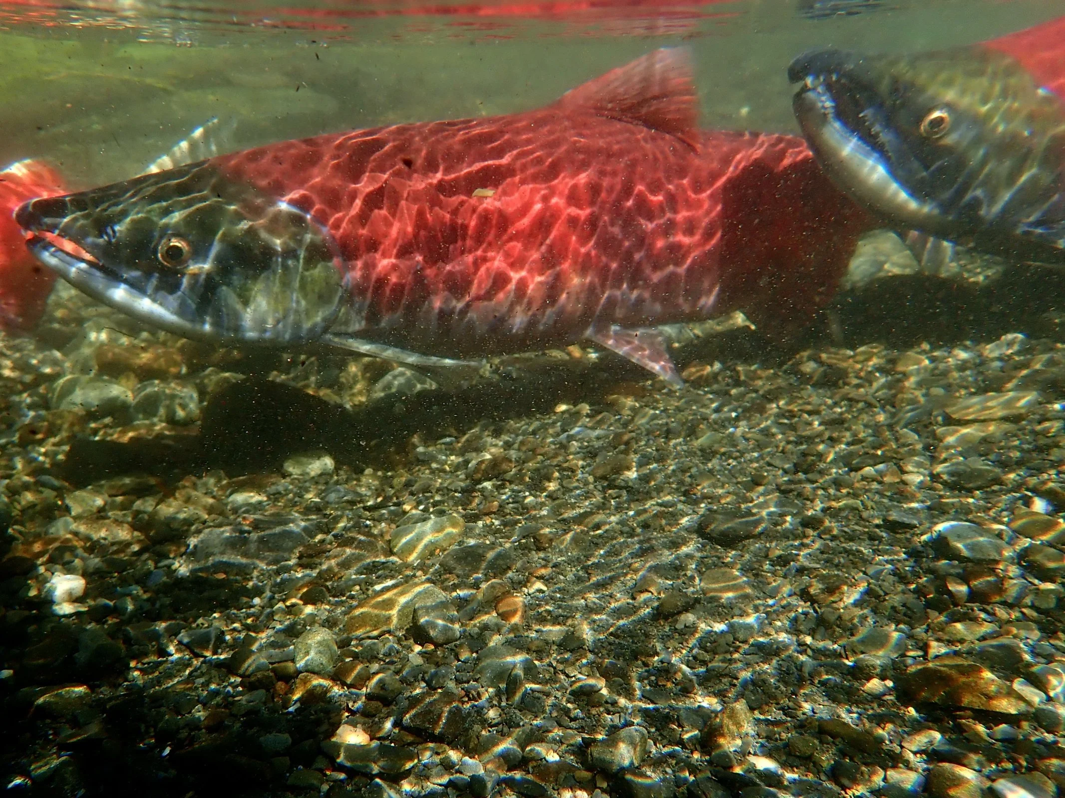 Salmon Returns — Idaho Rivers United