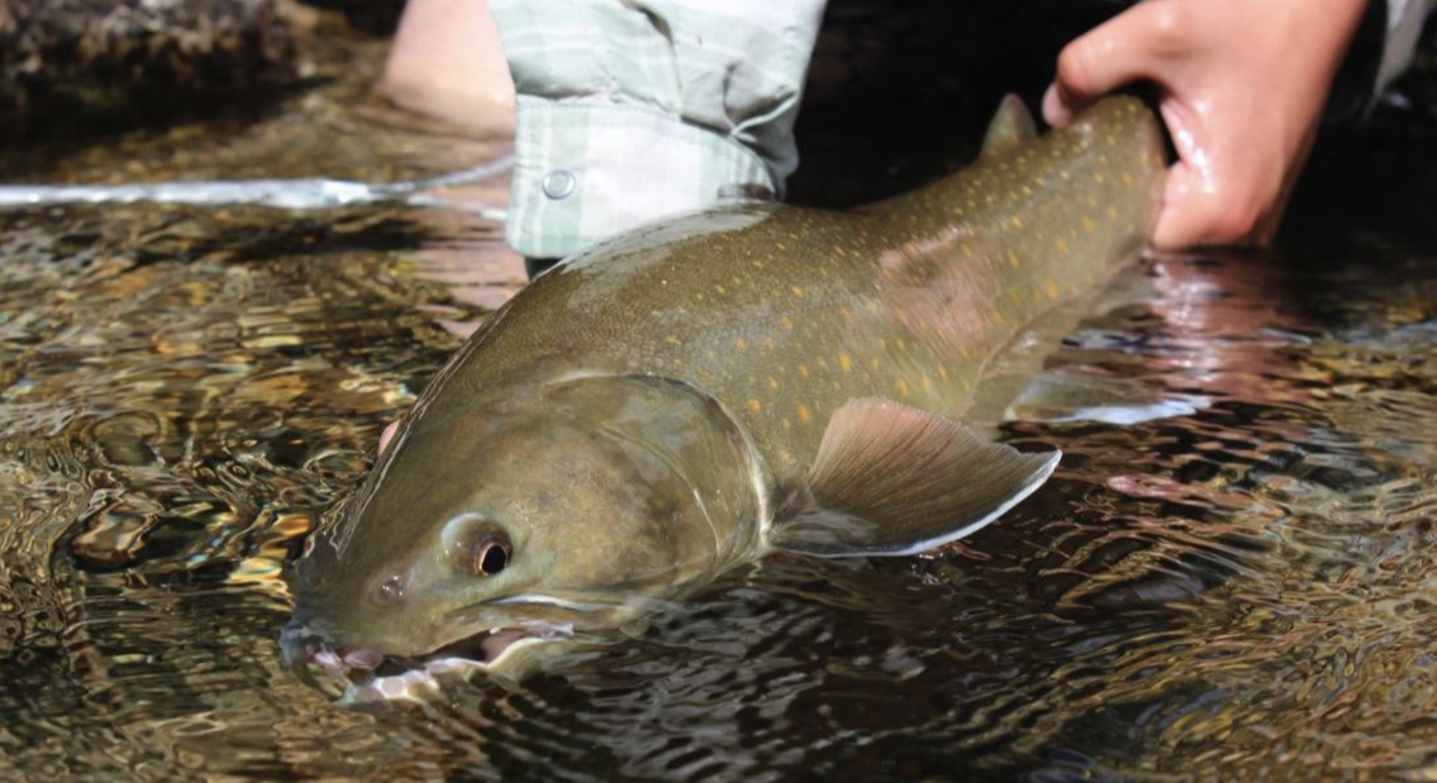 Stibnite Mine’s negative impact on native fish — Idaho Rivers United