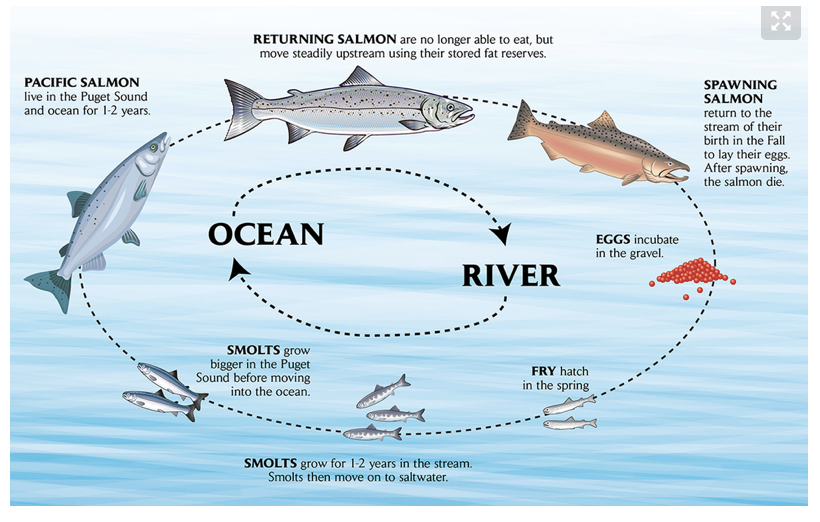 Salmon & Steelhead — Idaho Rivers United
