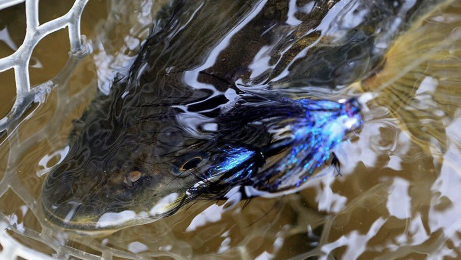 Fish handling tips & take the pledge to #keepfishwet — Idaho Rivers United