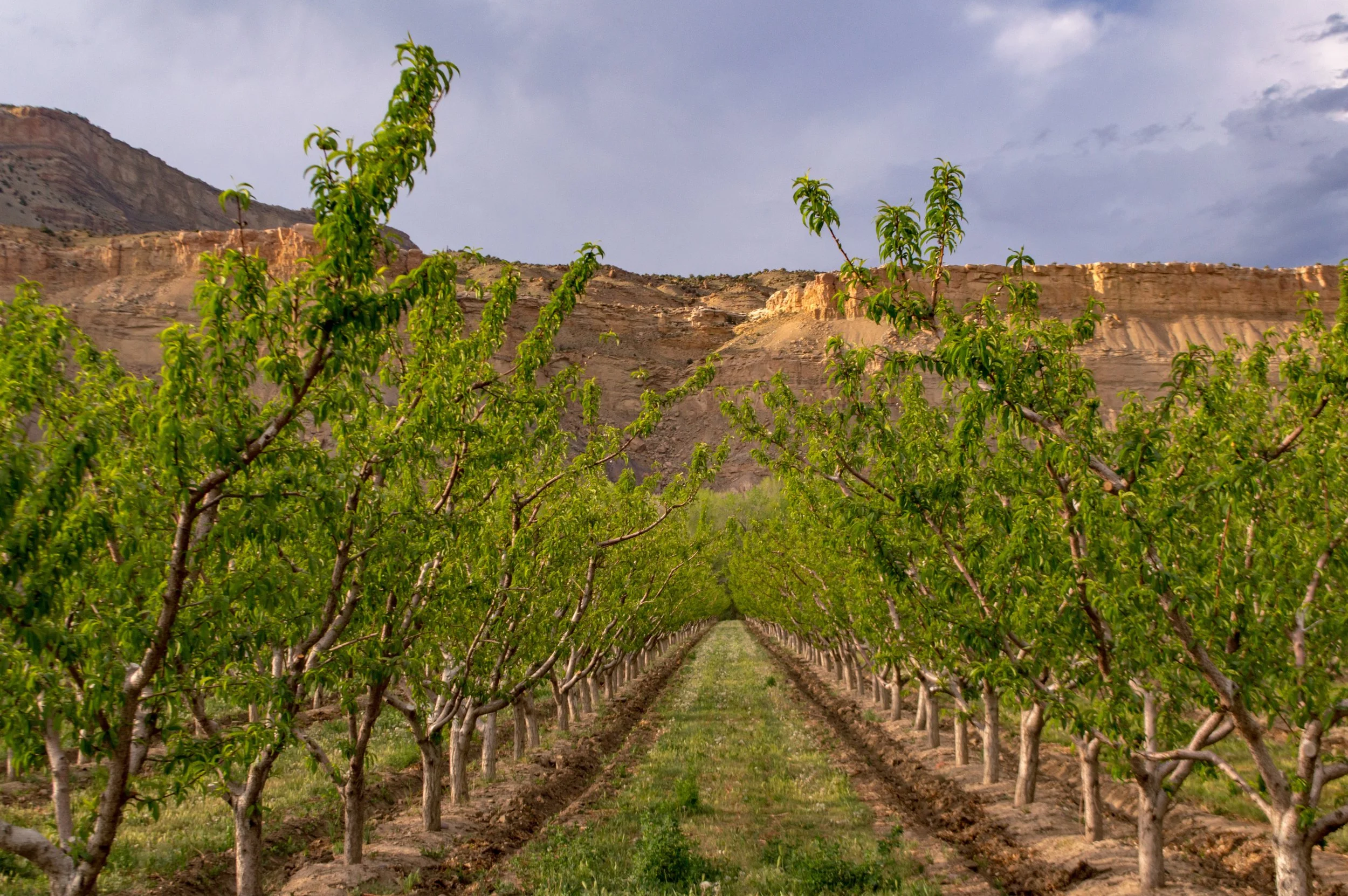 Palisade Peaches: A Taste of Pride and Tradition in Colorado — Chef Aarika