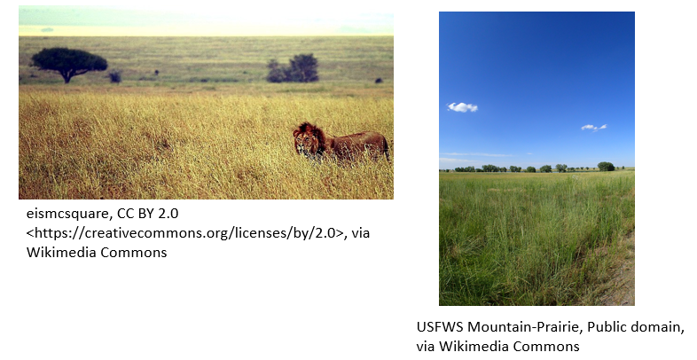 Global Biomes — Madeline James Writes