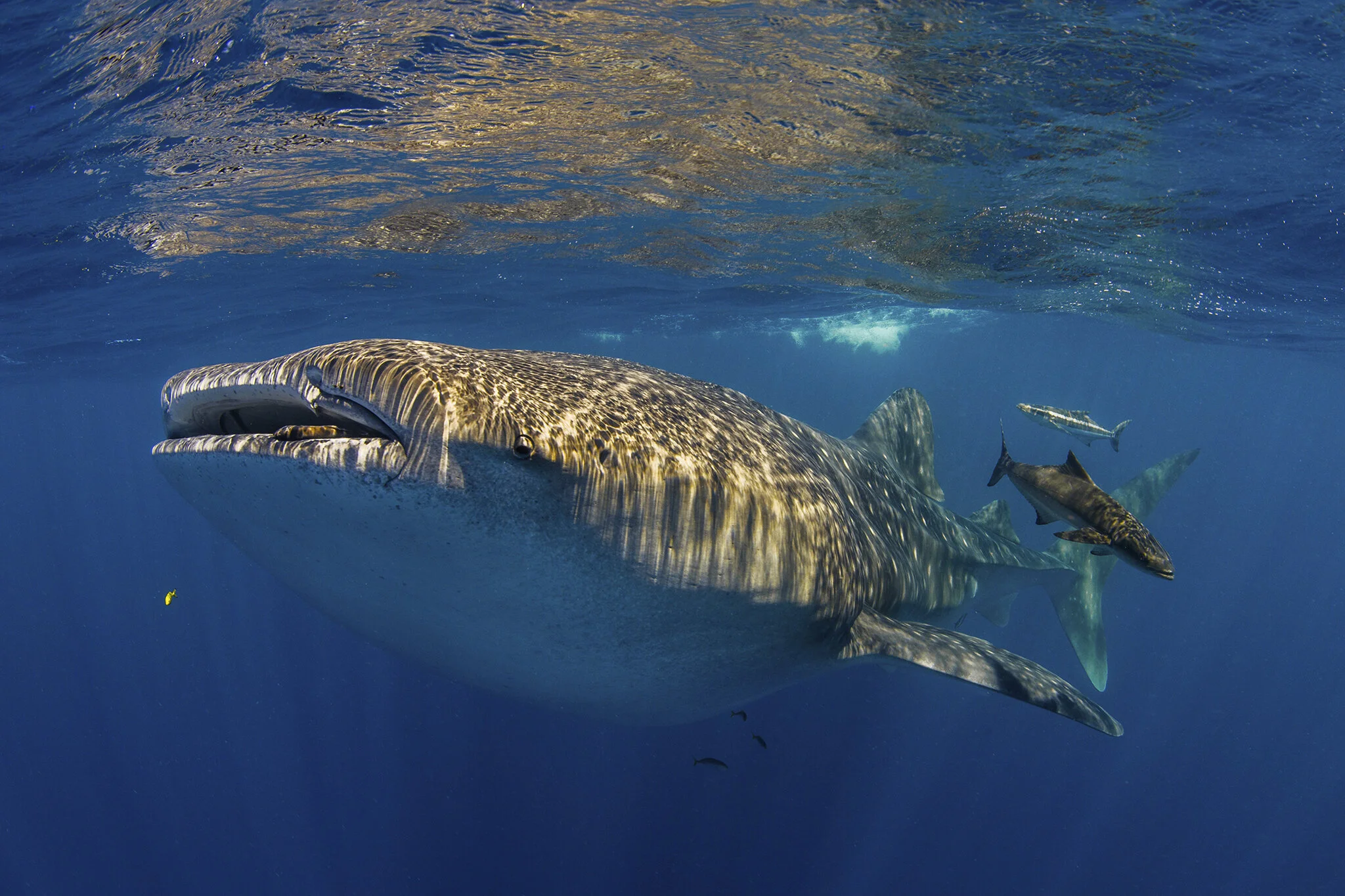 Underwater, Ocean and Marine Life Art Prints — Migration Media ...