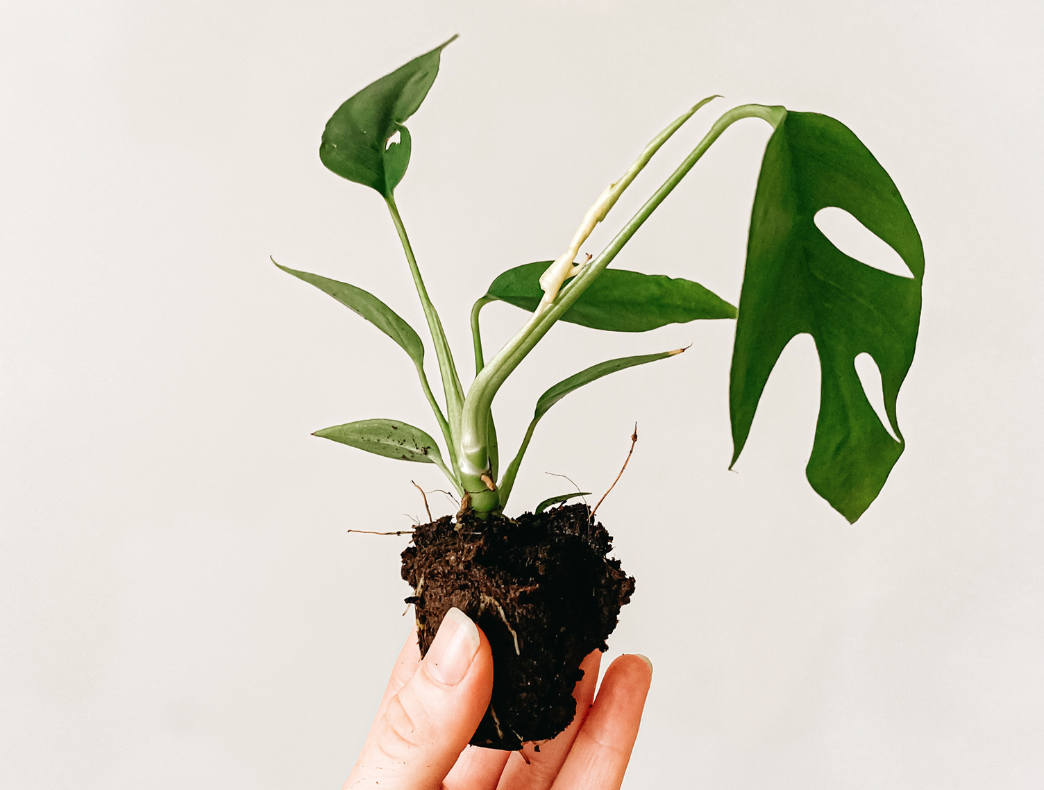 DEVCOS | Bringing your Ideas to Life
