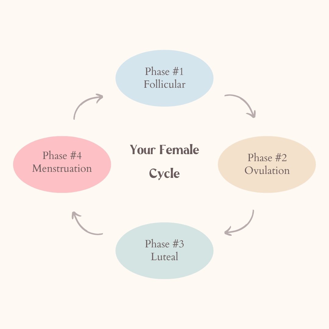4 Phases Of Your Female Cycle & Why Dancers Should Know Them! — Haus of ...