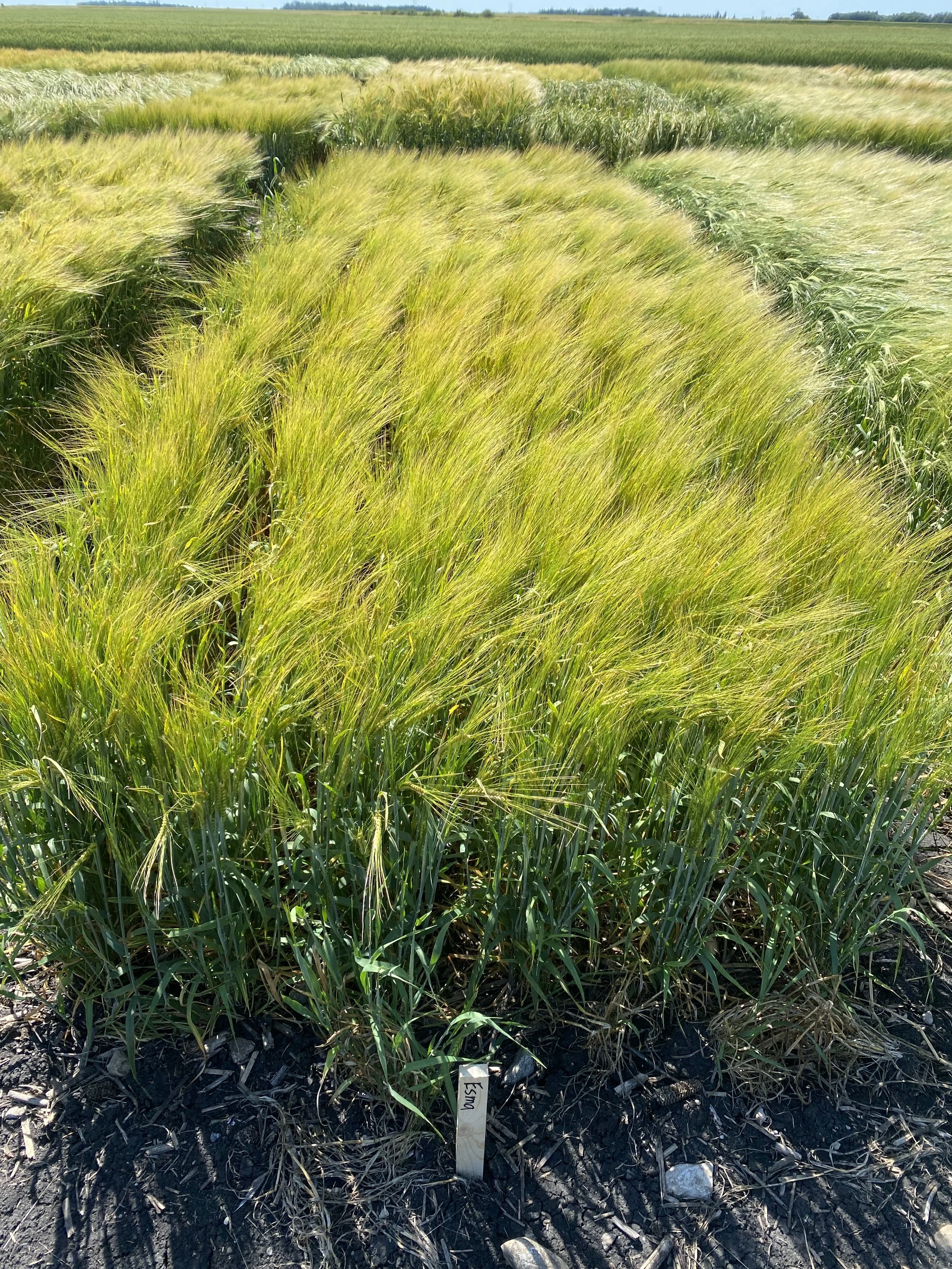 Riddell-Barley-2022 — OUR TOP GENES FOR 2026