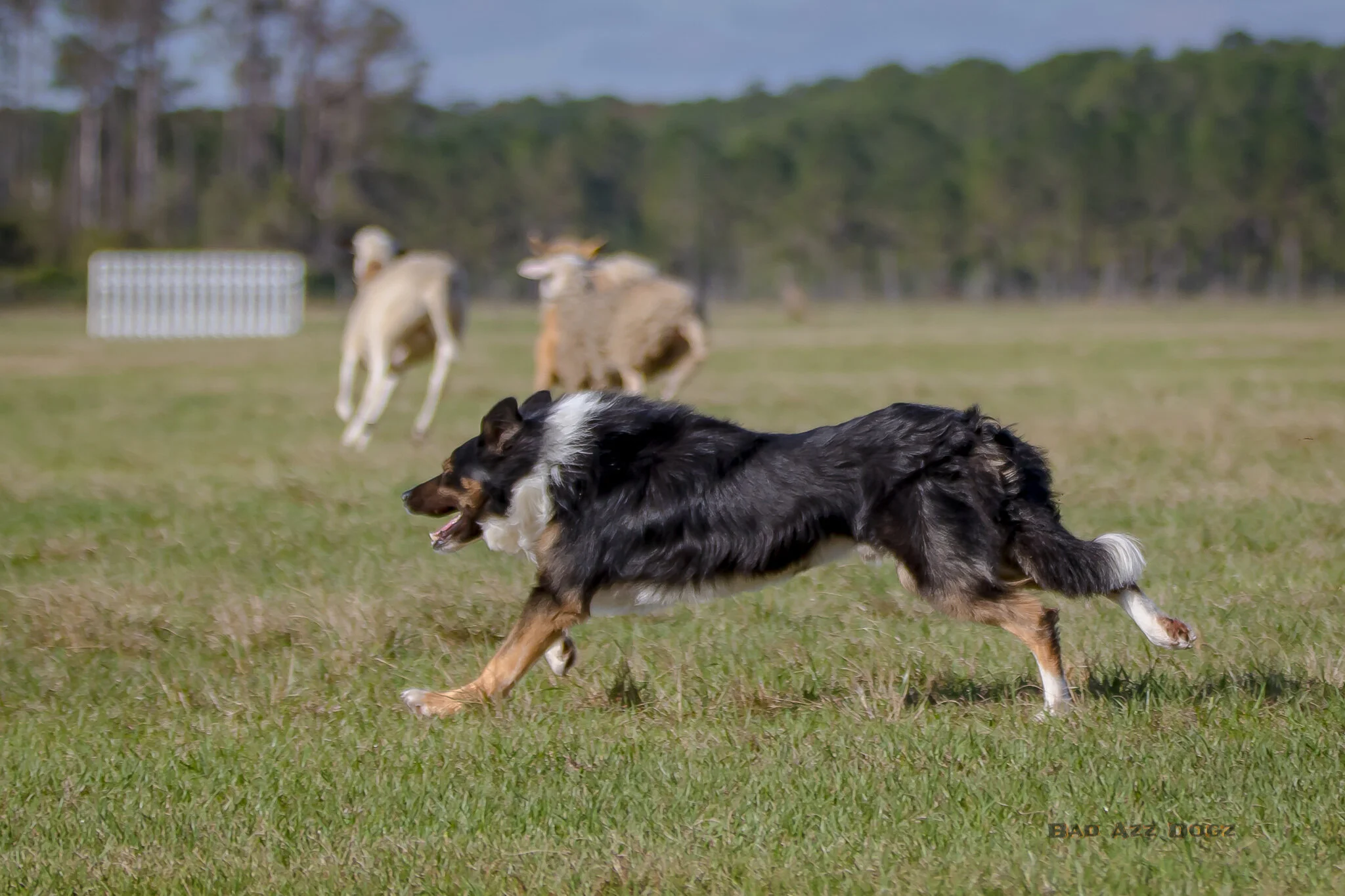 General 2 — Gordon Watt Sheepdog Training