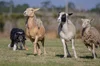 Gordon Watt Sheepdog Training