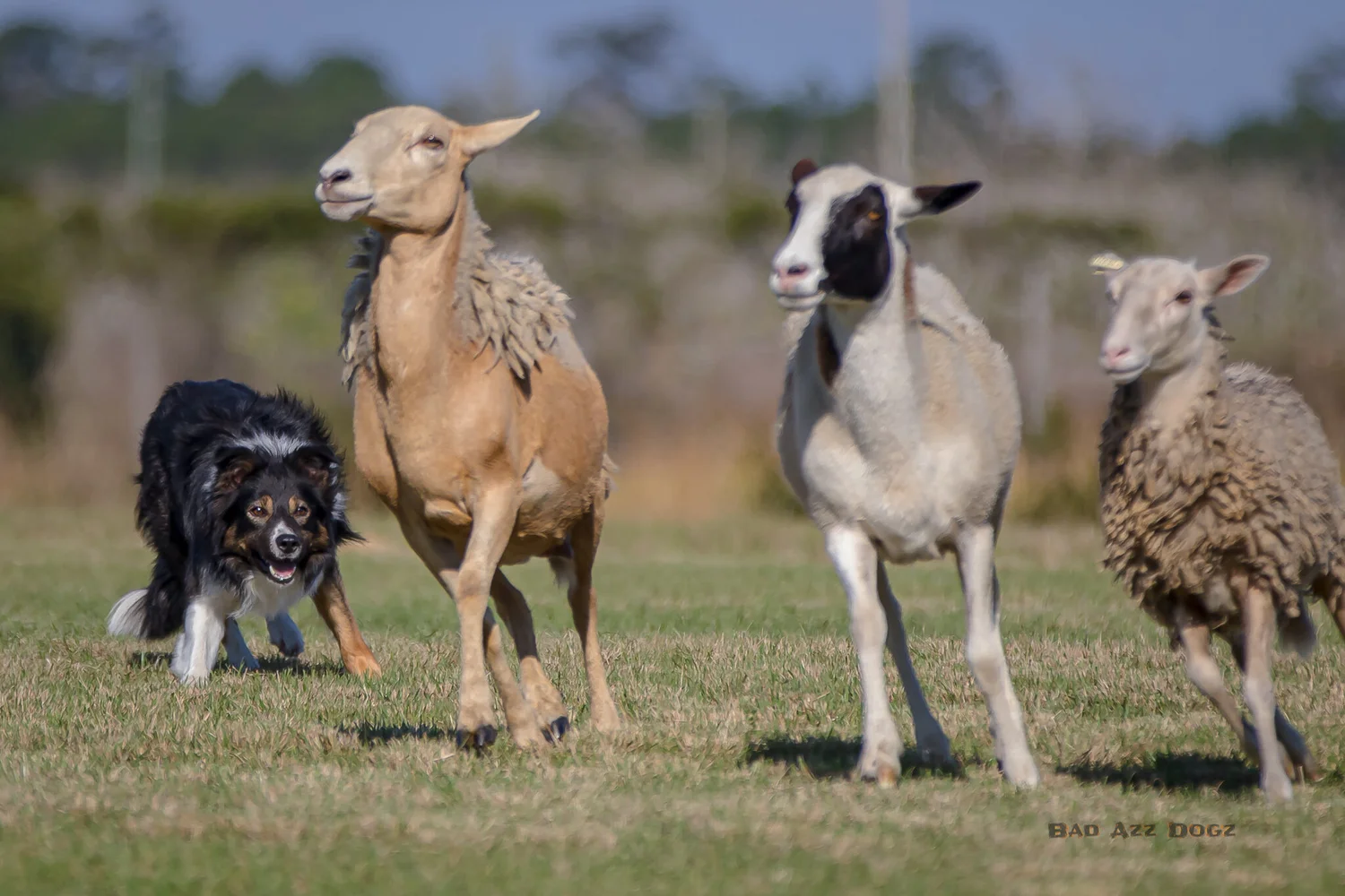 Gordon Watt Sheepdog Training