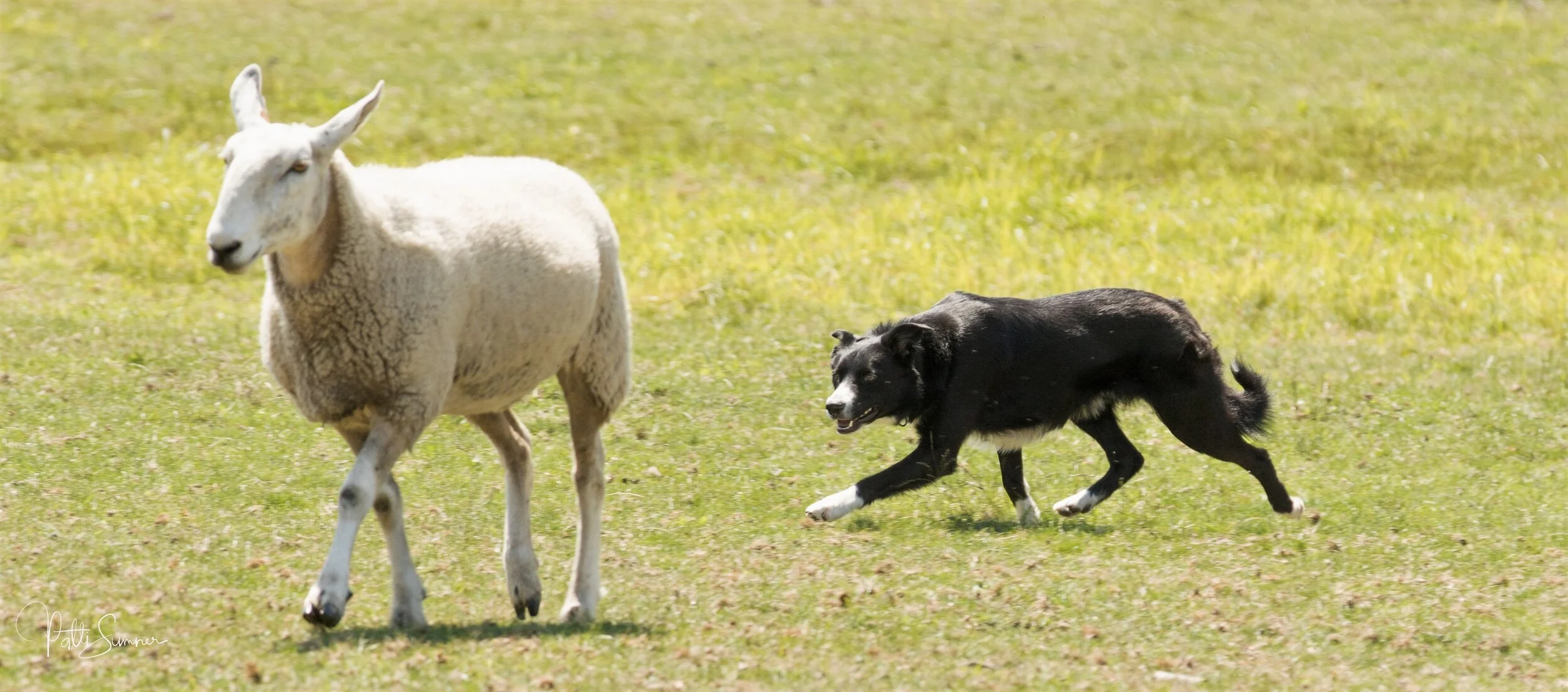 General 4 — Gordon Watt Sheepdog Training
