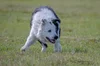 General 1 — Gordon Watt Sheepdog Training