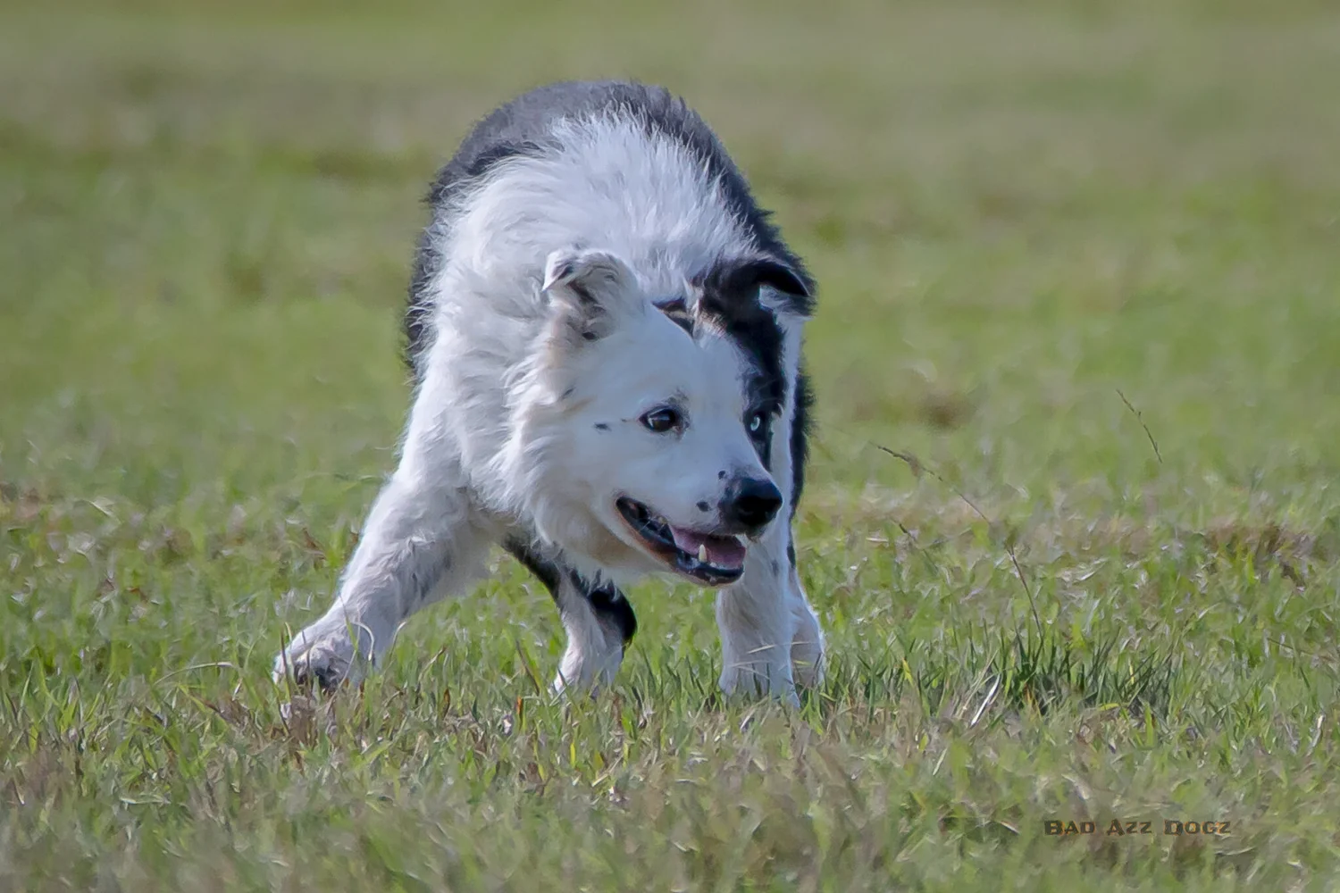 General 1 — Gordon Watt Sheepdog Training
