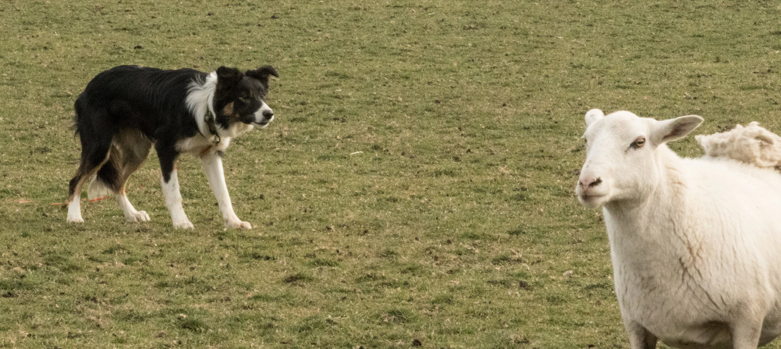 General 4 — Gordon Watt Sheepdog Training