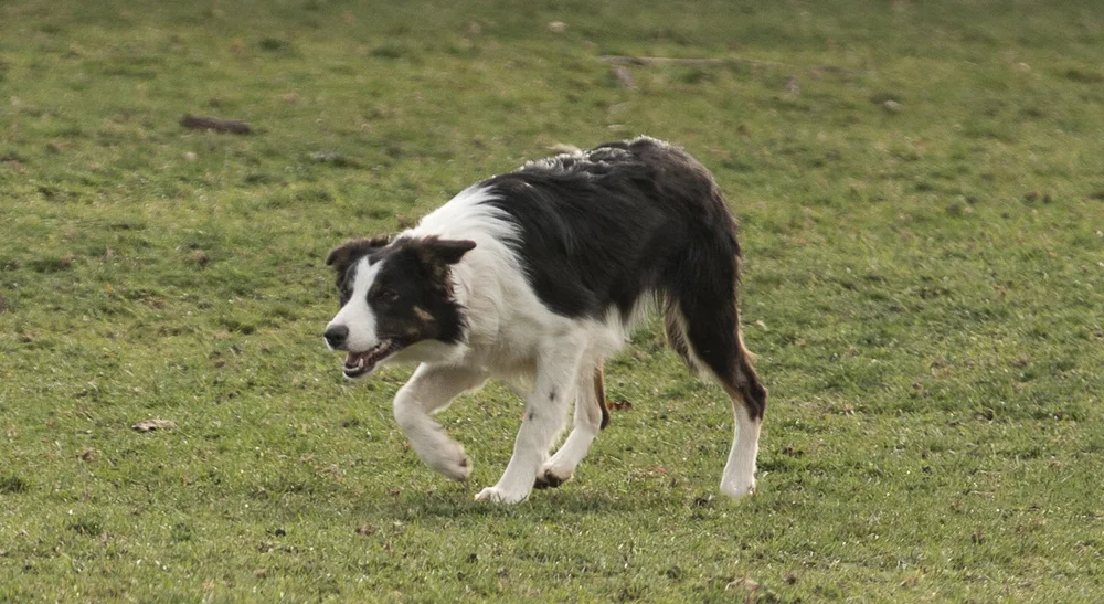 General 4 — Gordon Watt Sheepdog Training