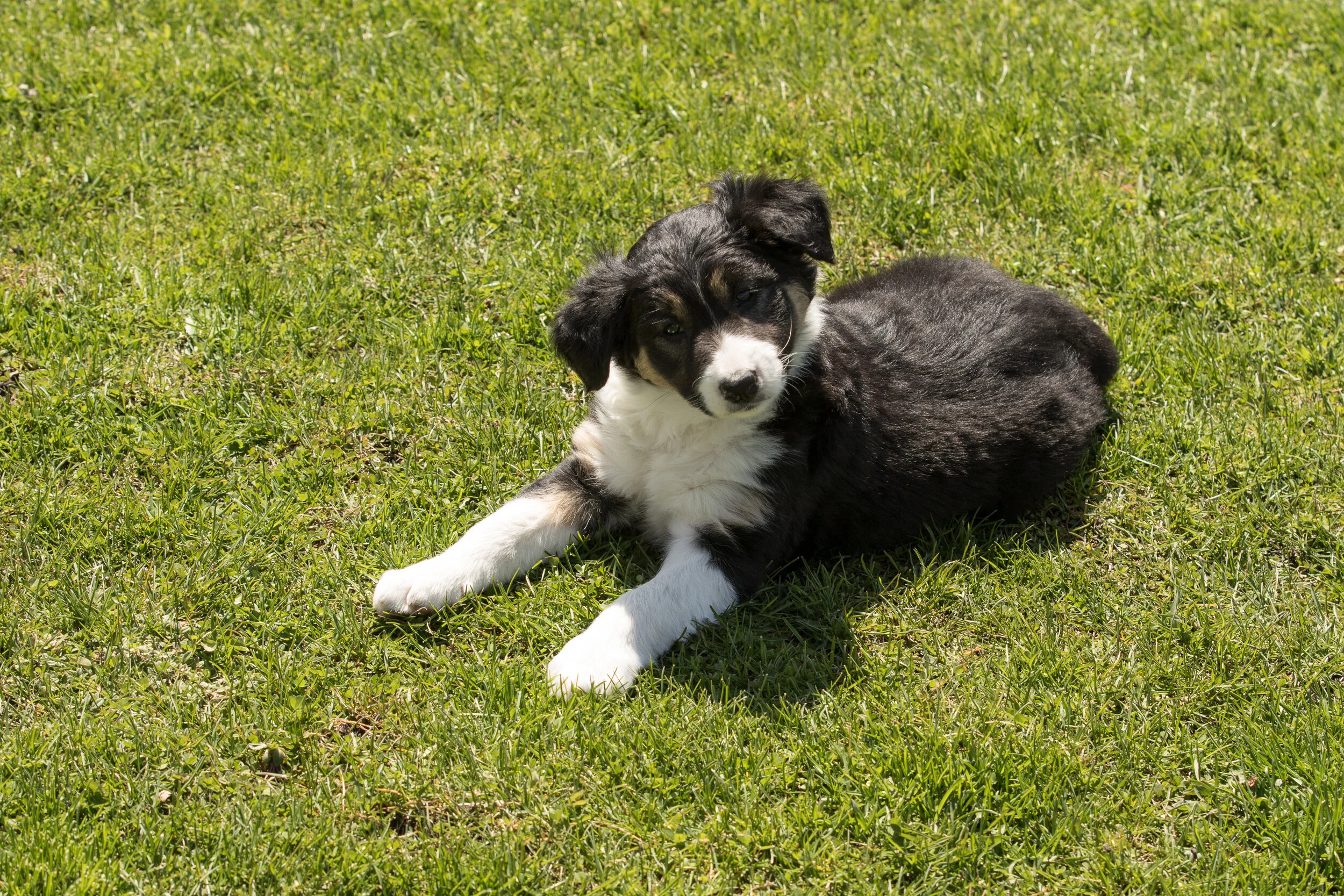 Puppy Page — Gordon Watt Sheepdog Training