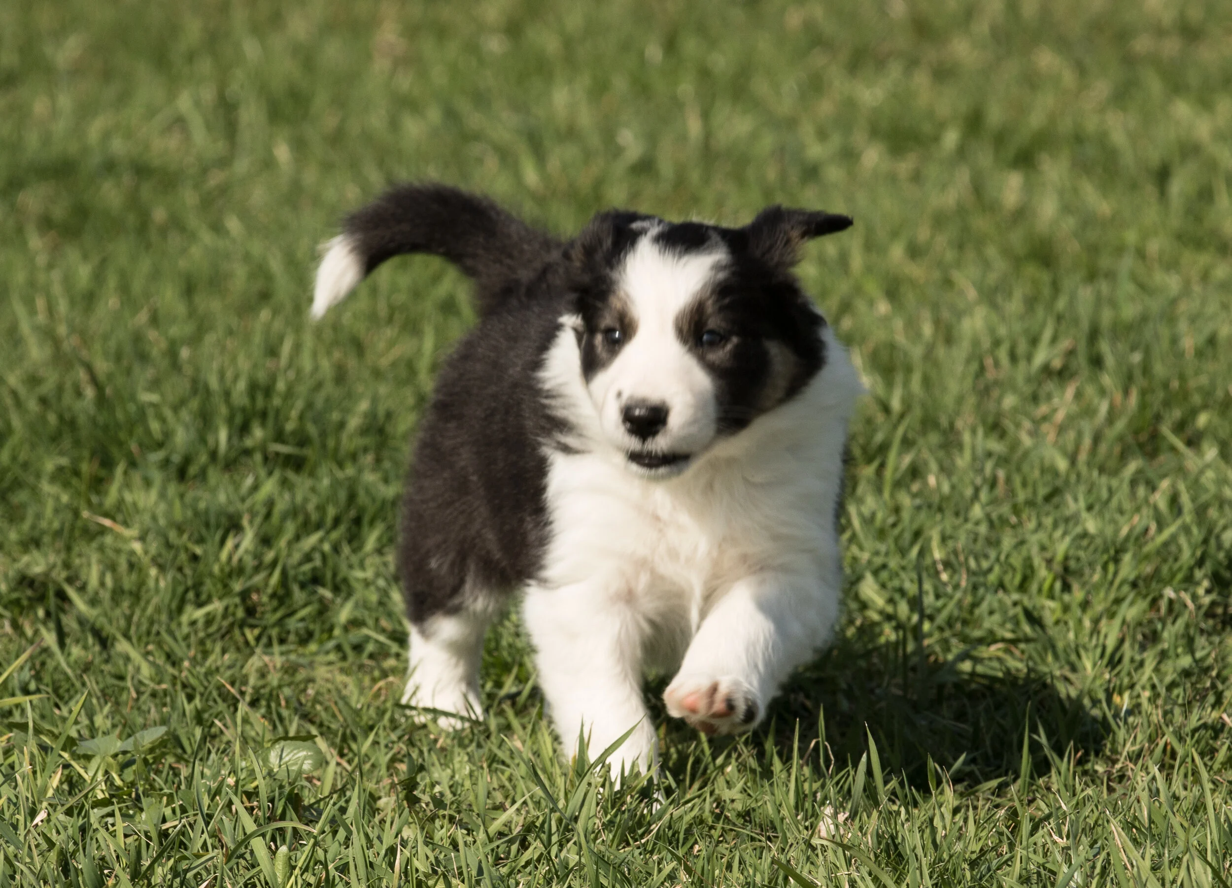 Puppy Page — Gordon Watt Sheepdog Training