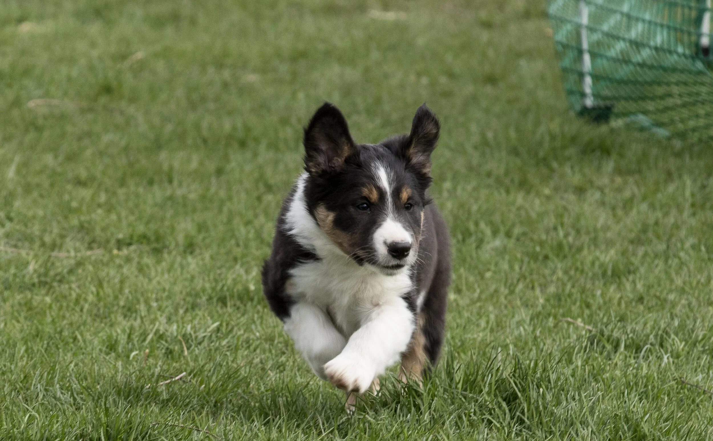 Puppy Page — Gordon Watt Sheepdog Training