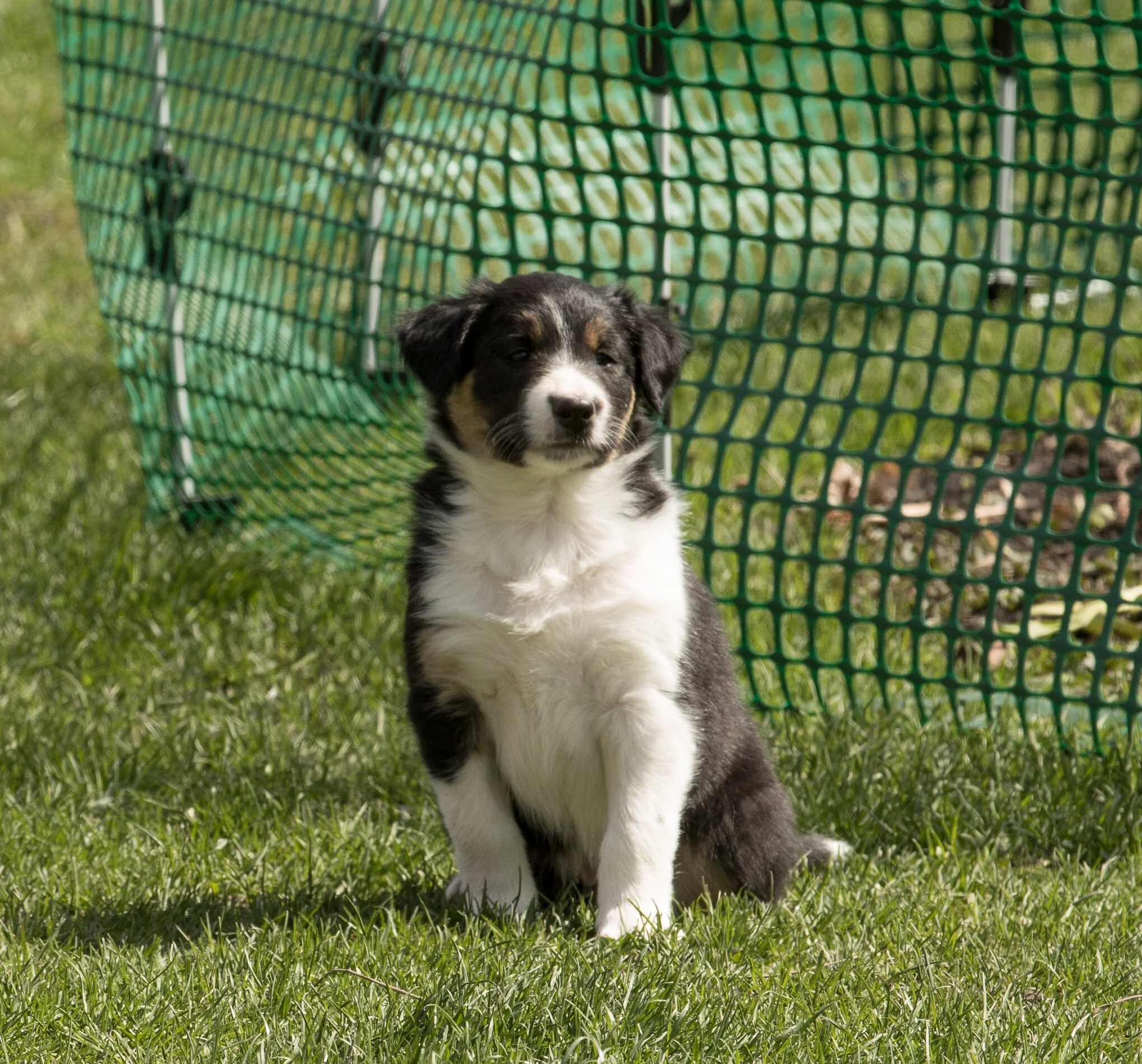 Puppy Page — Gordon Watt Sheepdog Training
