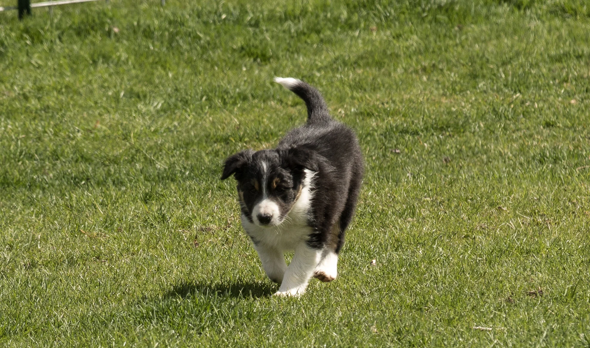 Puppy Page — Gordon Watt Sheepdog Training
