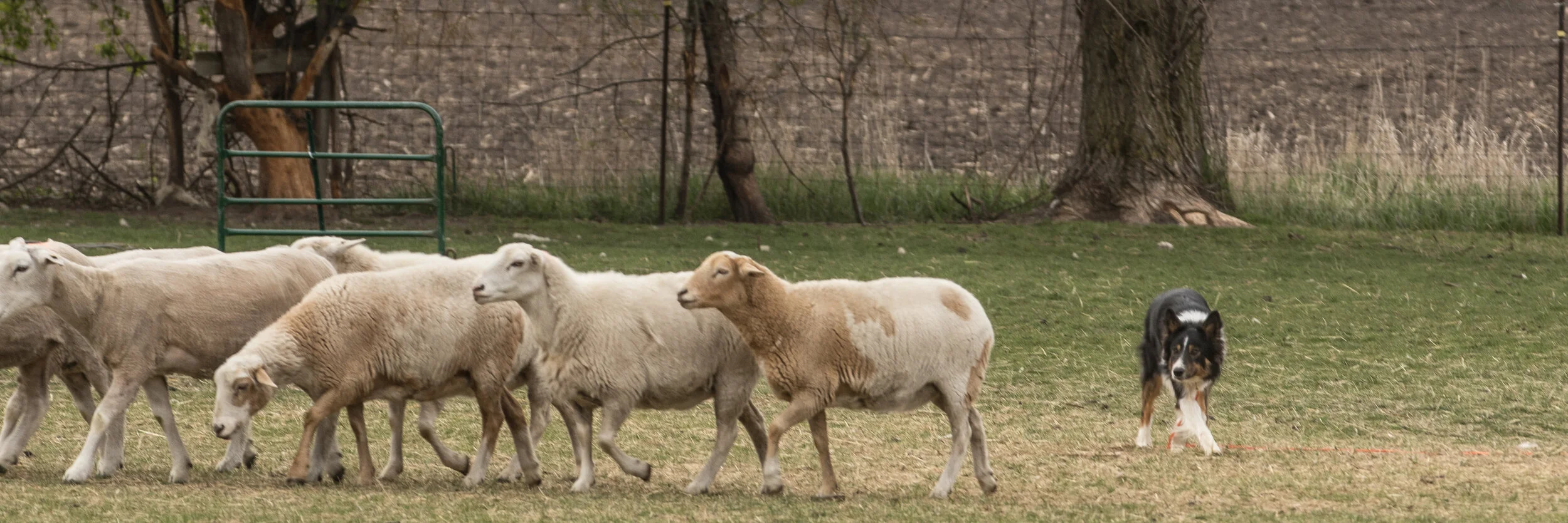 Puppy Page — Gordon Watt Sheepdog Training