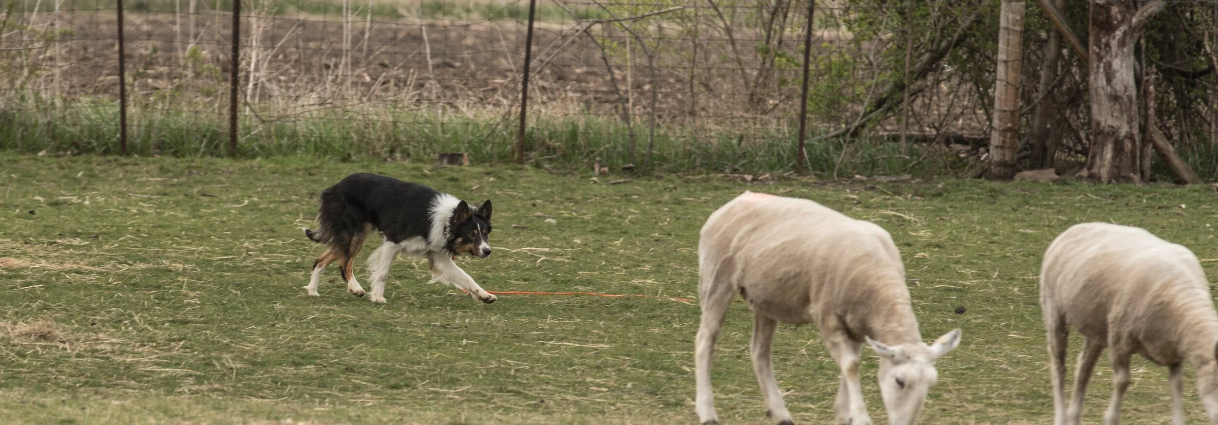 Puppy Page — Gordon Watt Sheepdog Training