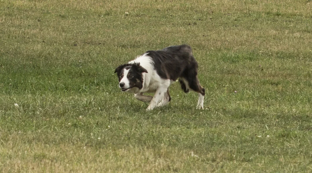 Puppy Page — Gordon Watt Sheepdog Training