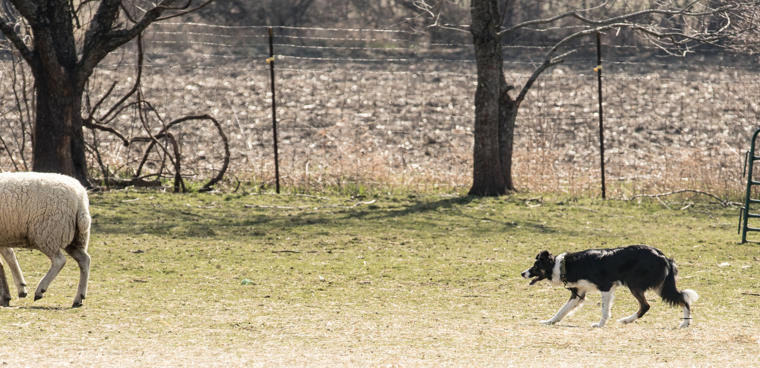 Puppy Page — Gordon Watt Sheepdog Training
