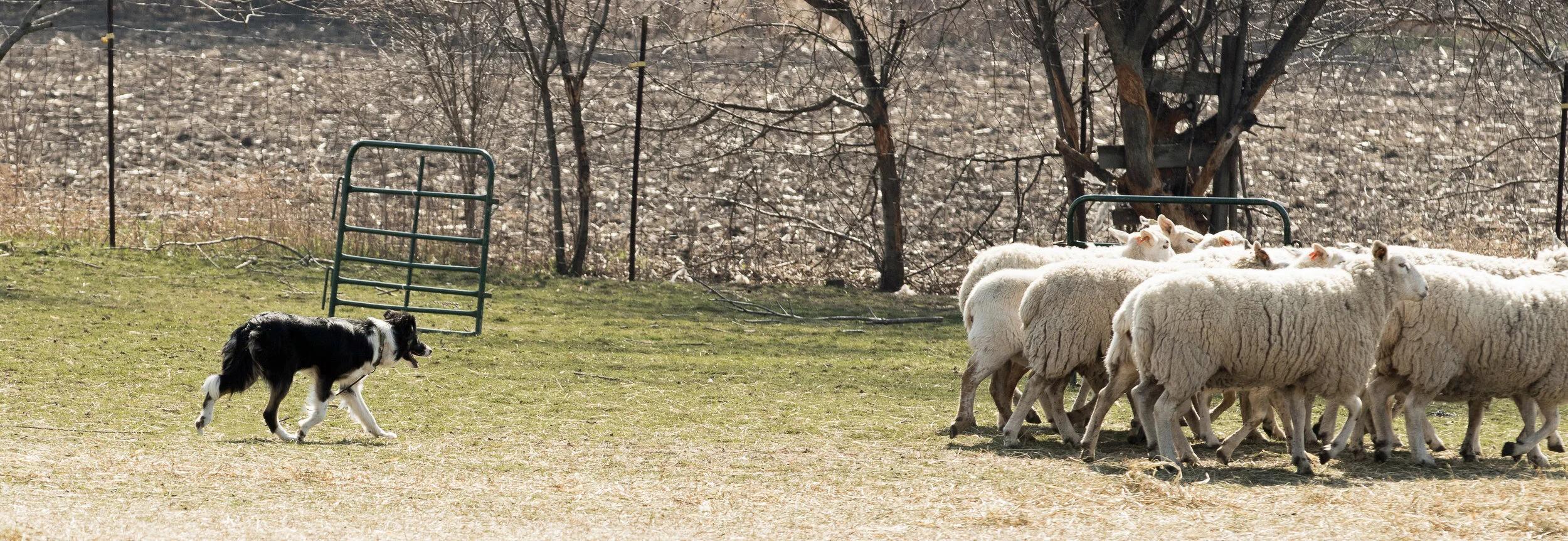 Puppy Page — Gordon Watt Sheepdog Training