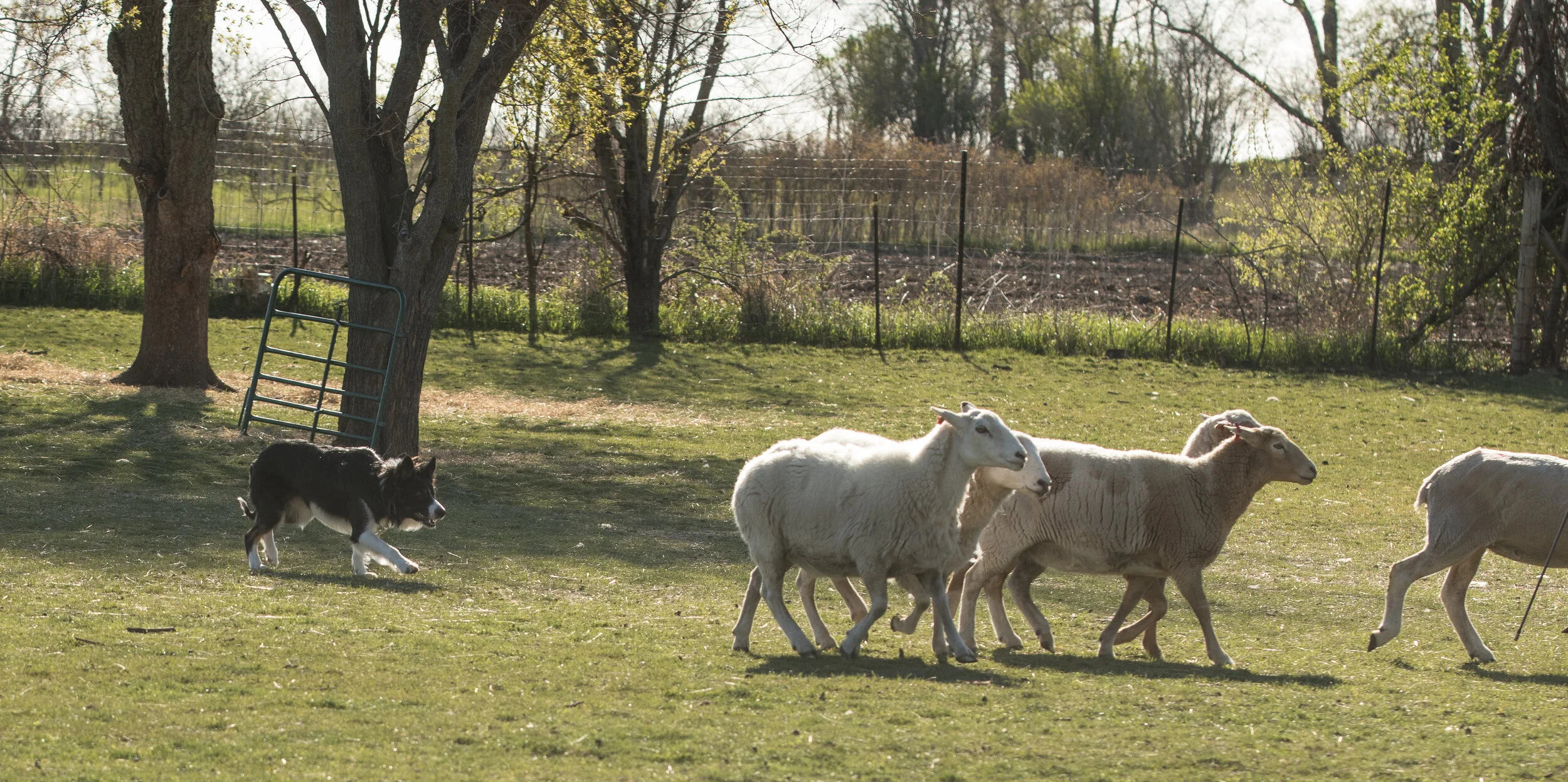Puppy Page — Gordon Watt Sheepdog Training