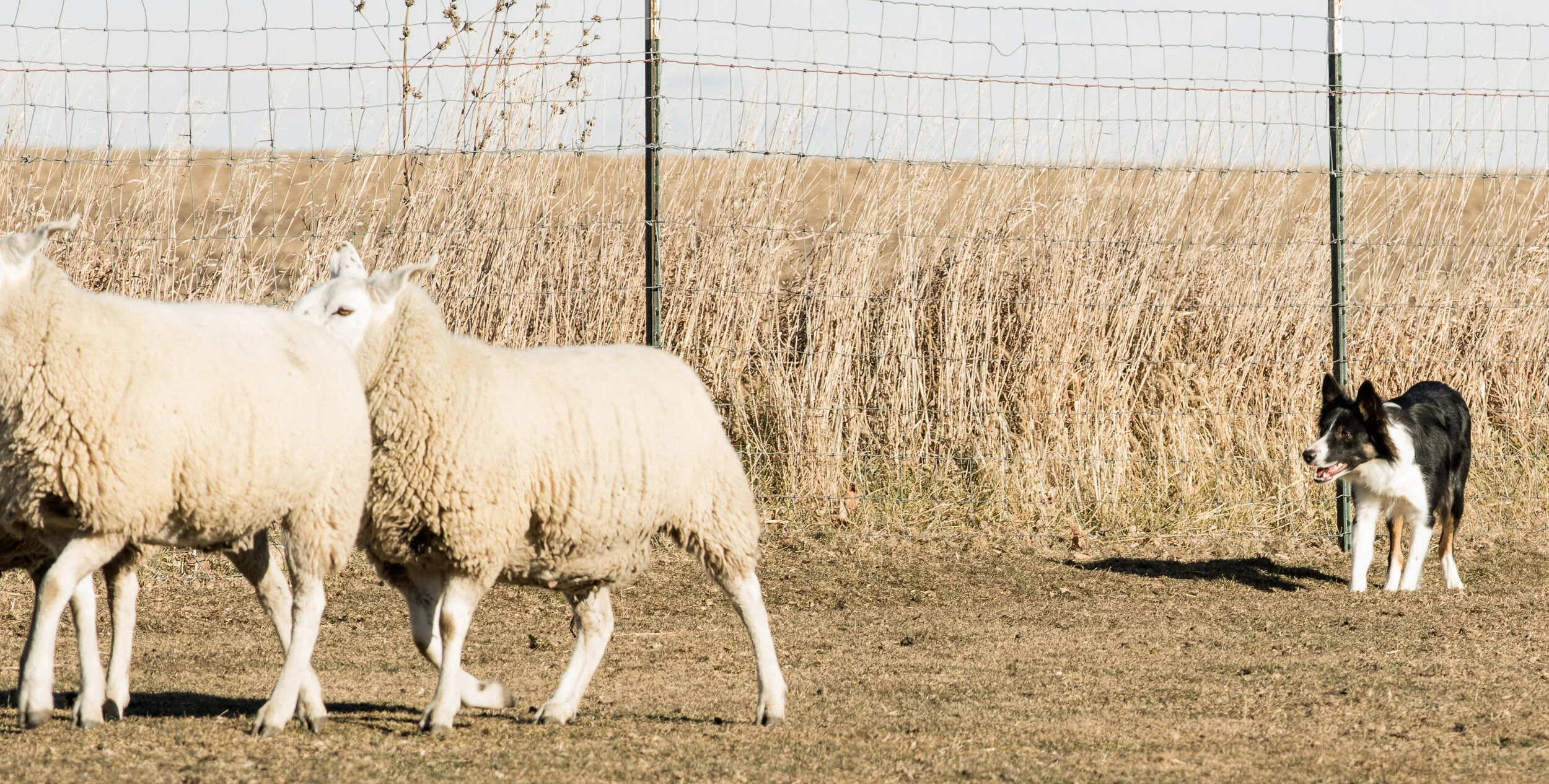 Puppy Page — Gordon Watt Sheepdog Training
