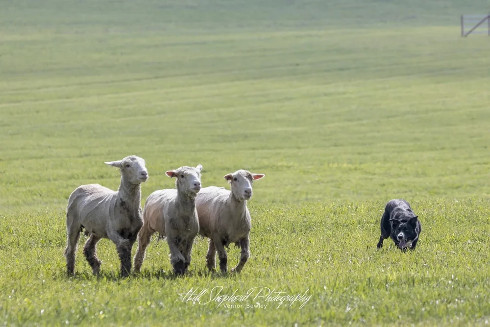 General 4 — Gordon Watt Sheepdog Training