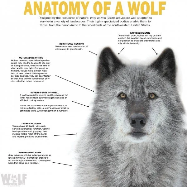 Wolf Ear Anatomy