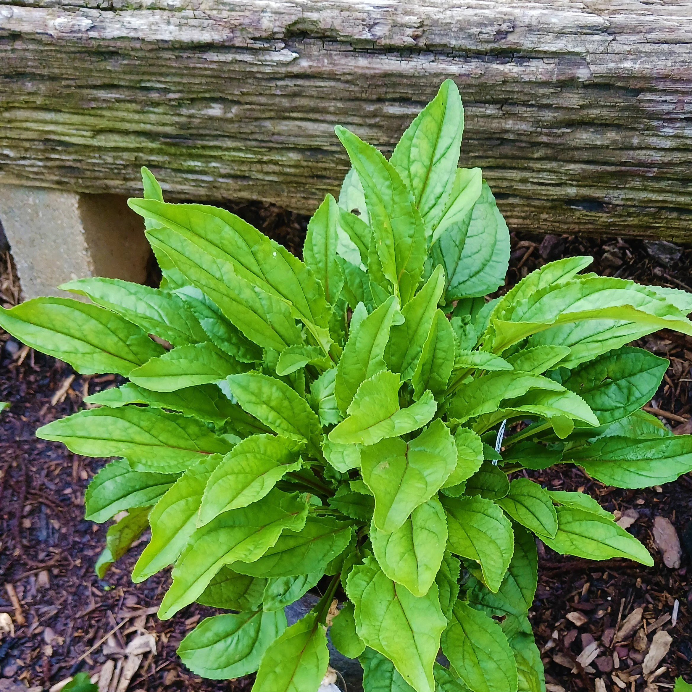 Monarda fistulosa - Wild Bergamot (NC Ecotype) — Bug Lovers Native Plants